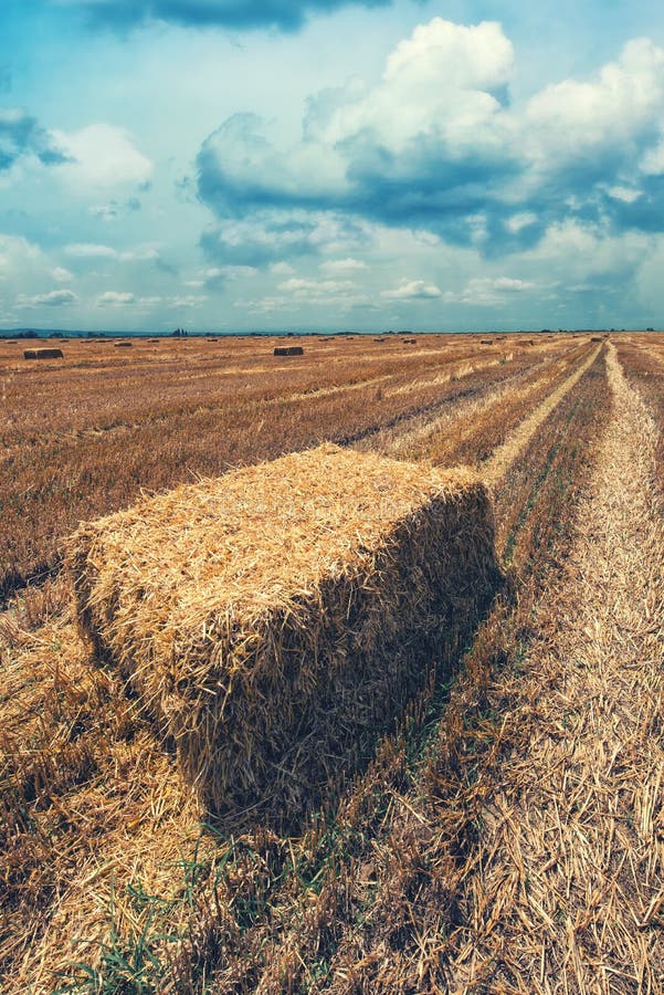 Wheat Hay Straw Bales in Field after Harvest Stock Image - Image of ...
