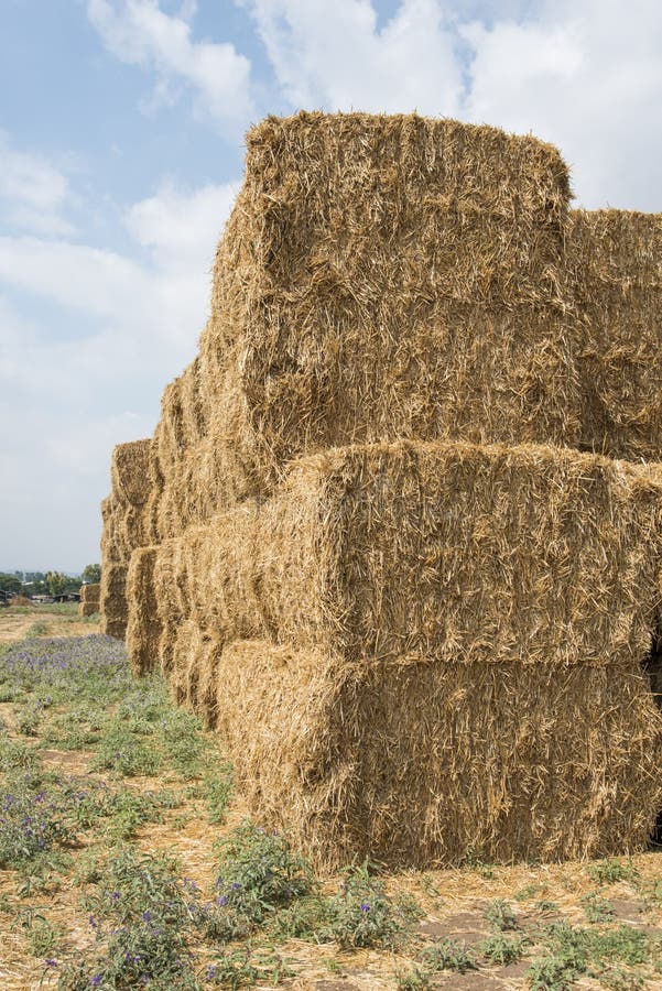 Wheat haystack stock image. Image of travel, ranch, grain - 57020677