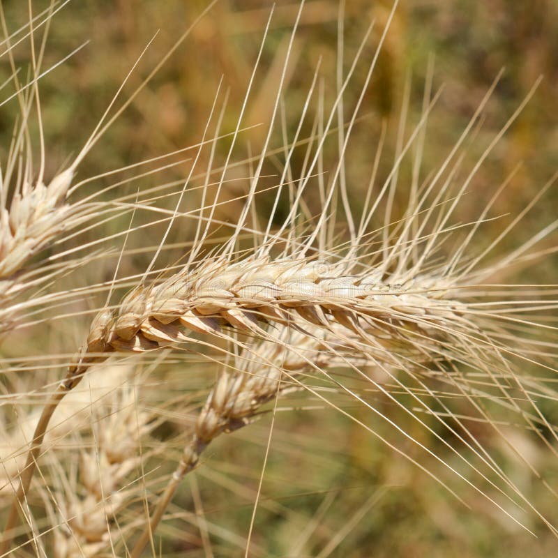 Wheat Heads Close-up In The Field Stock Image - Image of blue, closeup ...