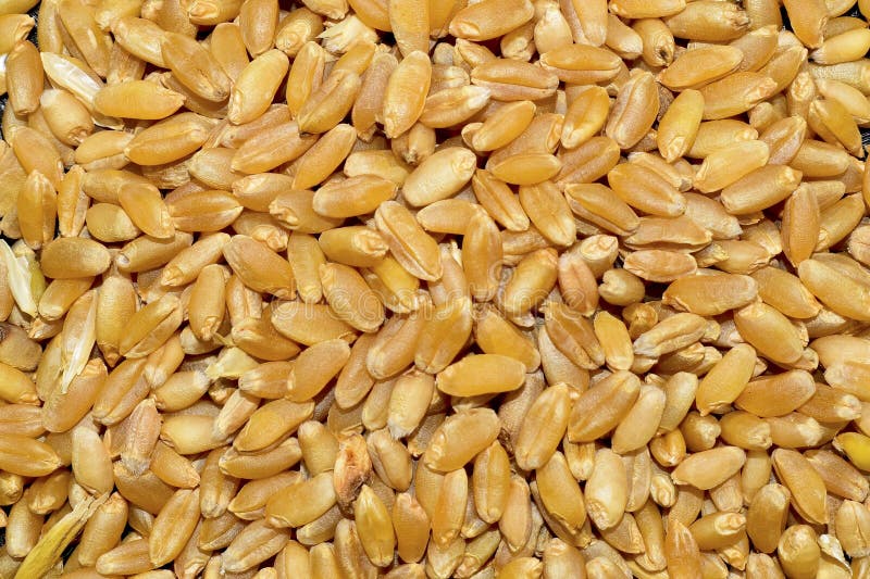 The Wheat Heap or Pile Side View Isolated on White Background Stock ...