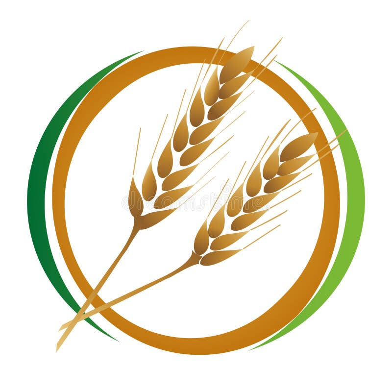 Wheat swirl stock vector. Illustration of circle, field - 24820034