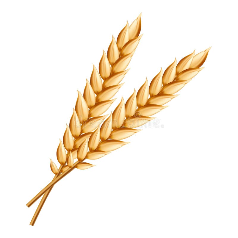 Wheat Icon, Realistic Style Stock Vector - Illustration of bran ...
