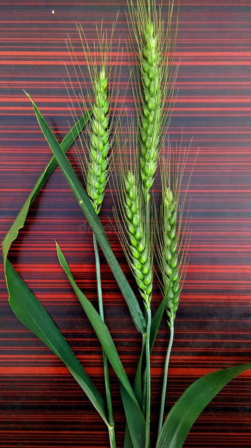 Wheat Background Green Buds Stock Image - Image of alone, leading ...
