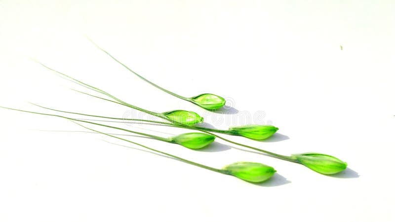 Wheat bud alone stock photo. Image of cereals, eaten - 213939342