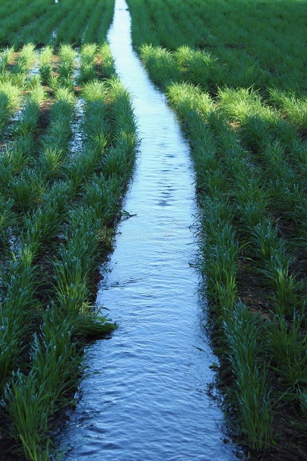 Wheat irrigation stock photo. Image of farm, landscape - 23973250