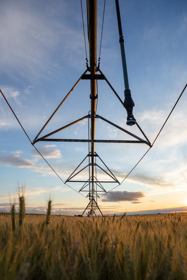 Wheat Irrigation System. the Wheat is Ripe and Ready for Harvest Stock ...