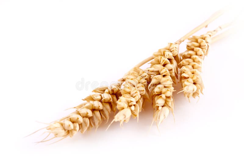 Single Wheat Plant