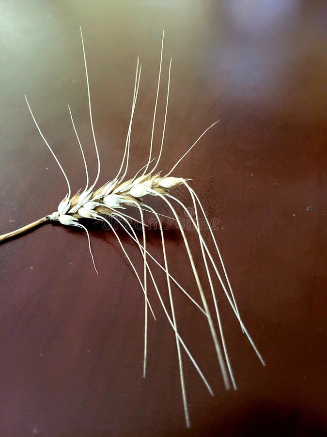 1,069 Wheat Beard Stock Photos - Free & Royalty-Free Stock Photos from ...