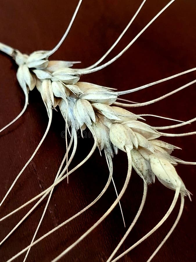 1,069 Wheat Beard Stock Photos - Free & Royalty-Free Stock Photos from ...