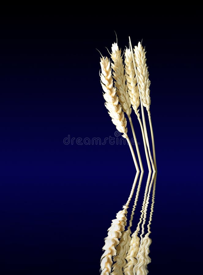 Wheat kernels stock image. Image of wheatberries, food - 5506193