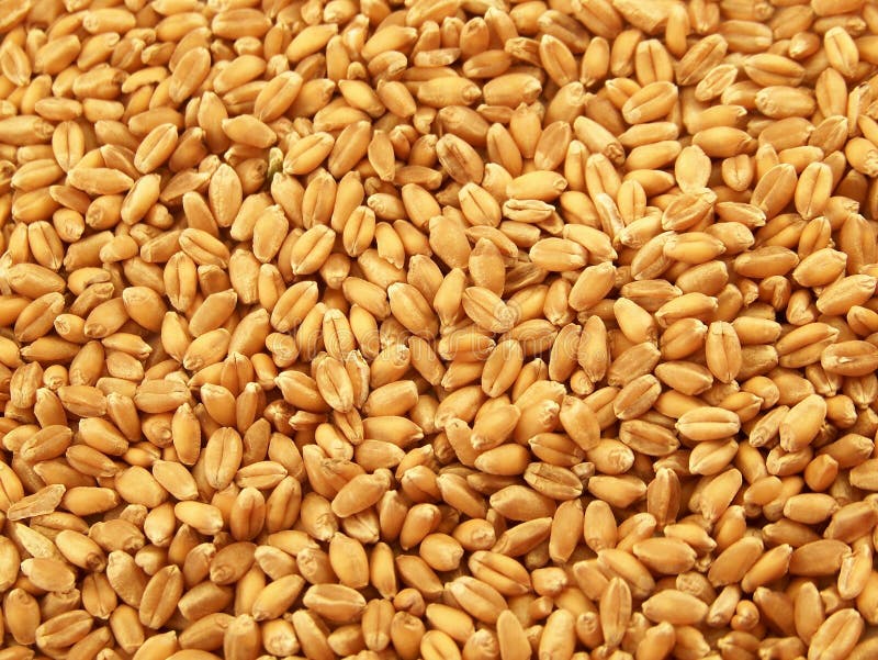 Wheat kernels stock photo. Image of kernel, pile, natural - 5506092