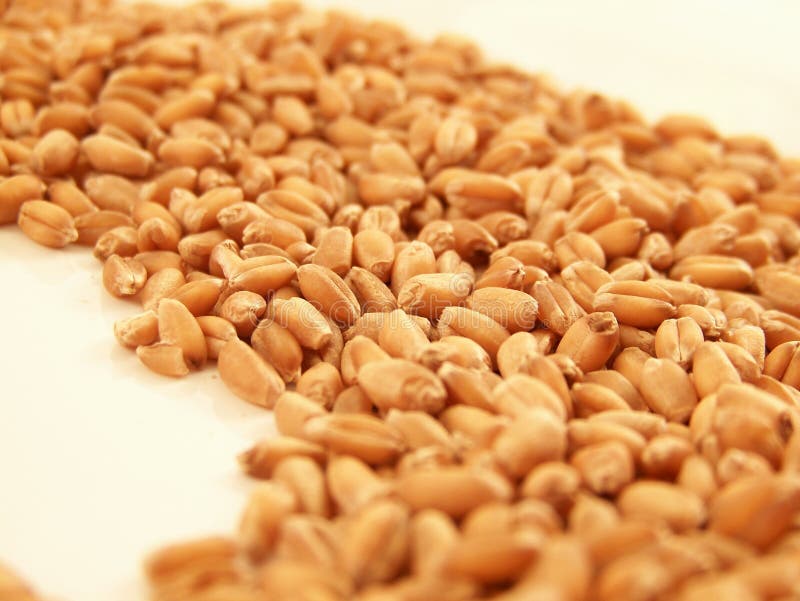 Wheat kernels stock image. Image of wheatberries, food - 5506193