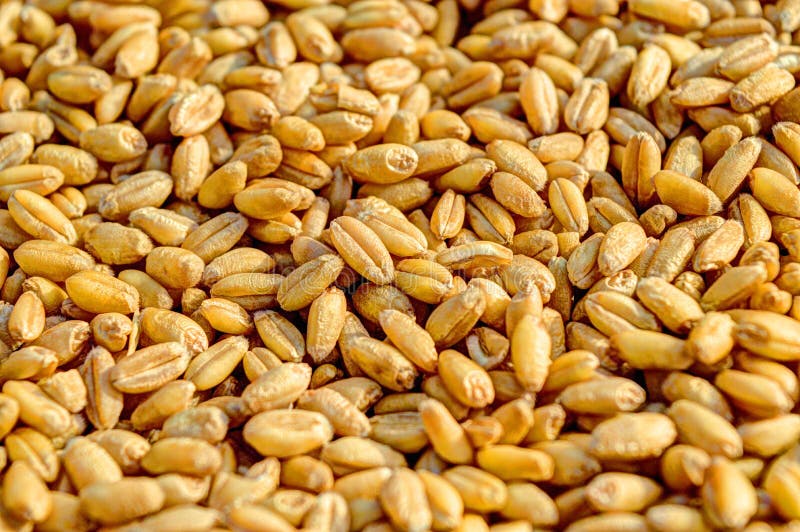 Wheat Kernels Picture. Image: 91761206