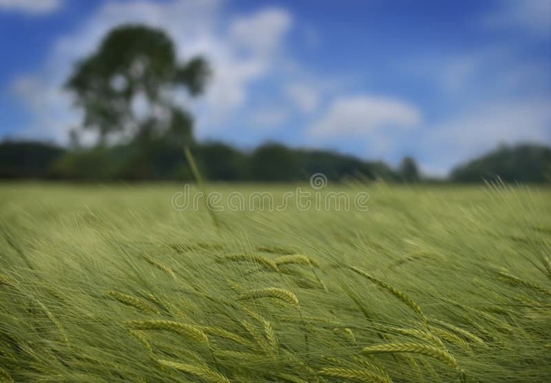 Wheat landscape stock image. Image of outdoors, crop, summer - 5383713