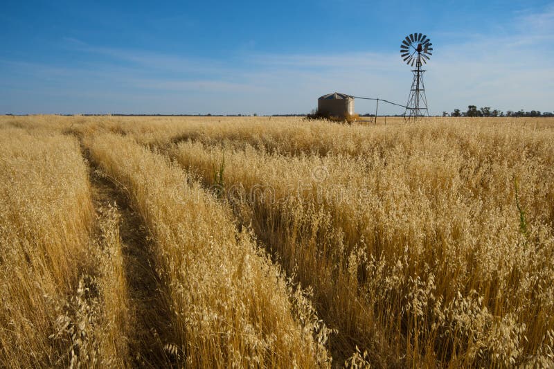 Wheat Landscape and Windmill Stock Photo - Image of landscape, farming ...