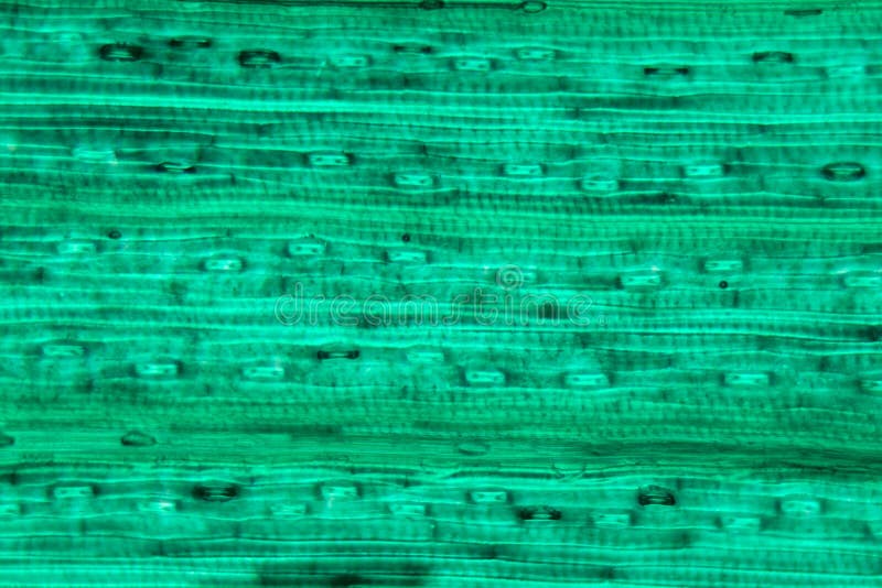 Wheat Leaf Epidermis Under the Microscope Stock Photo - Image of study ...