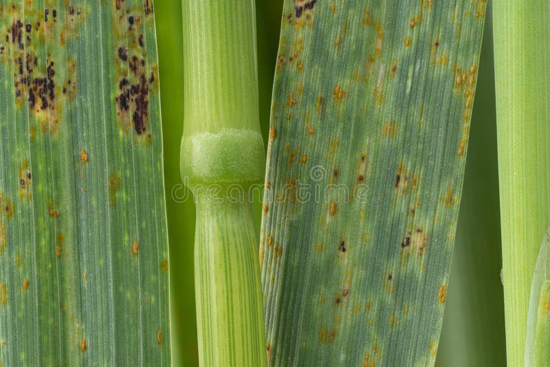 Wheat leaf rust stock image. Image of disease, closeup - 240782579