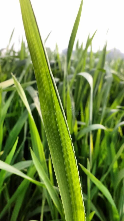 Wheat plant stock photo. Image of looking, nature, leaf - 131140960