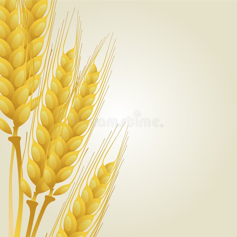 Wheat, model with EPS file stock vector. Illustration of agriculture ...