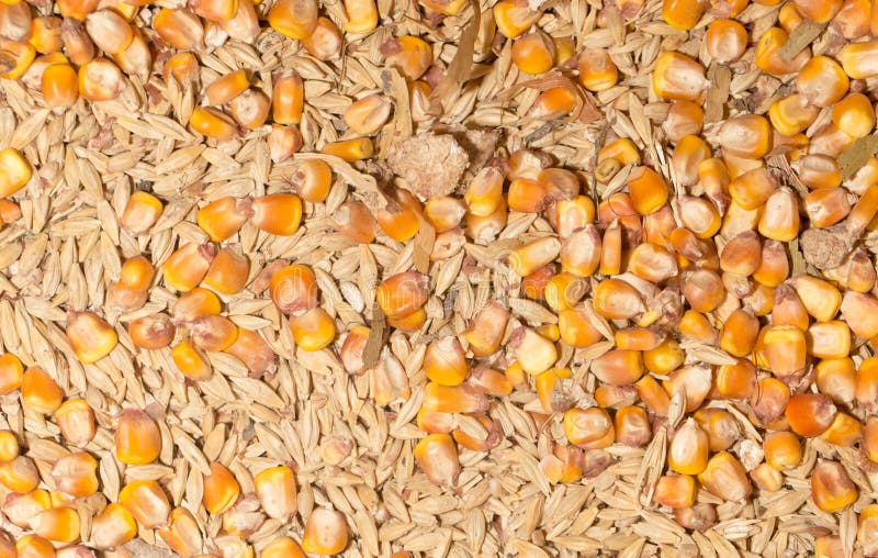 Wheat and maize stock photo. Image of kernel, biofuel - 104783386