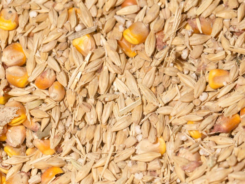 Wheat and maize stock image. Image of dinner, nature - 16571949