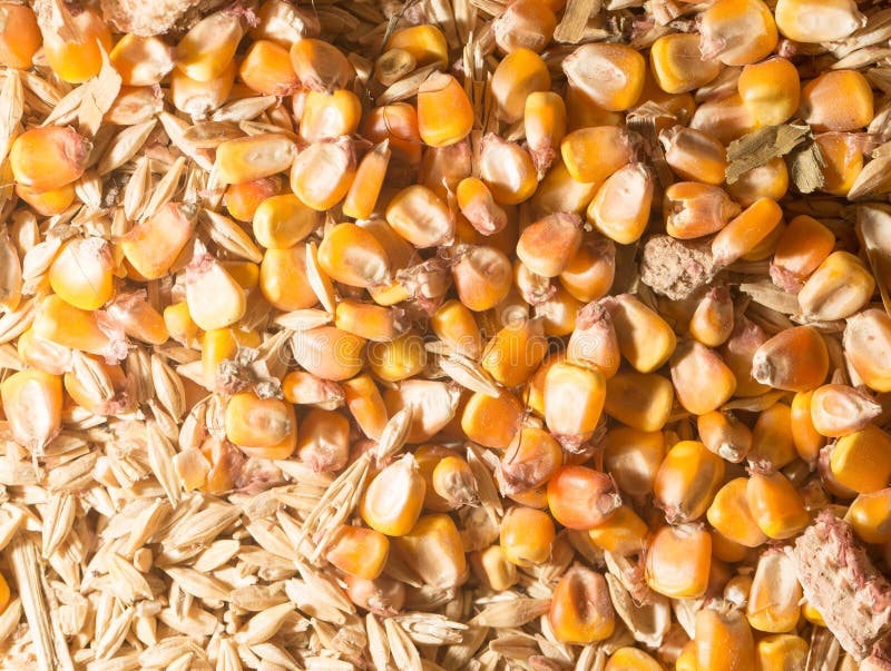 1,243 Maize Rice Wheat Stock Photos - Free & Royalty-Free Stock Photos ...