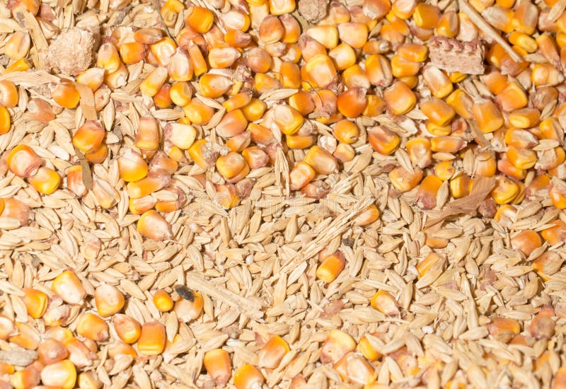 Wheat and maize stock photo. Image of grain, isolated - 105535646