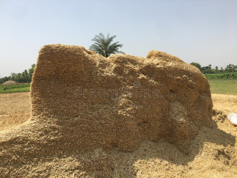 Wheat in Punjab stock image. Image of wheat, punjab - 317053759