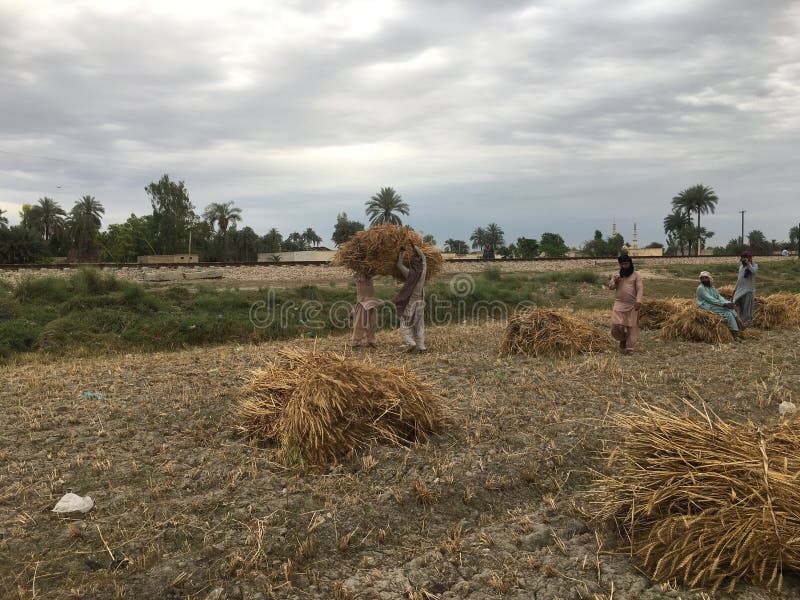 Wheat Man Working in Punjab Editorial Stock Photo - Image of 2024 ...