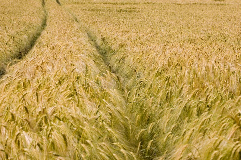 Wheat Meadow Picture. Image: 5613837