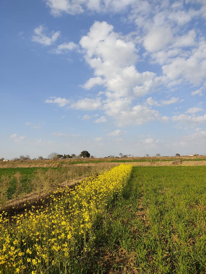 Wheat and mustard Fields stock image. Image of landscape - 266746087