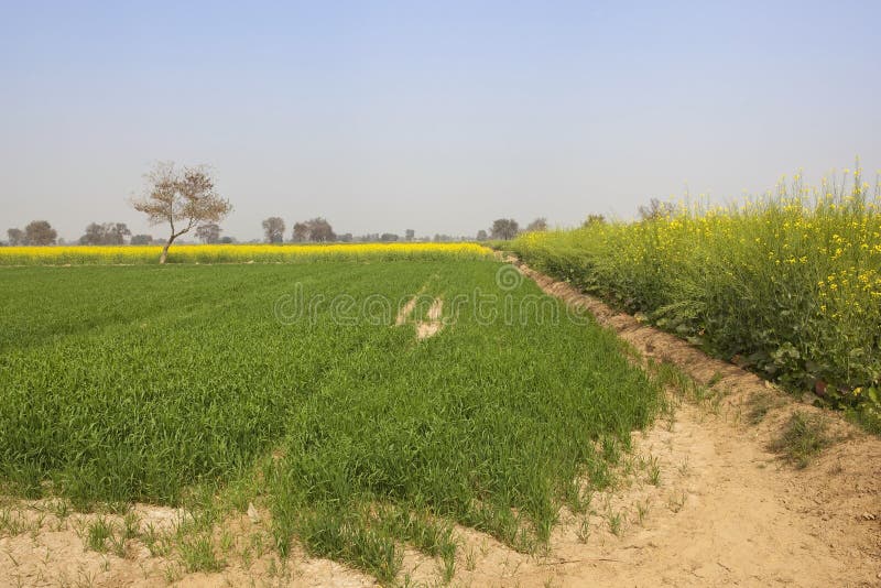 Wheat and mustard stock image. Image of abohar, crops - 69481509