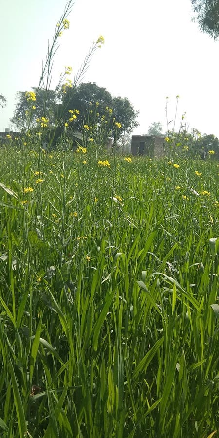 Wheat and mustard plant stock image. Image of farmer - 210876505