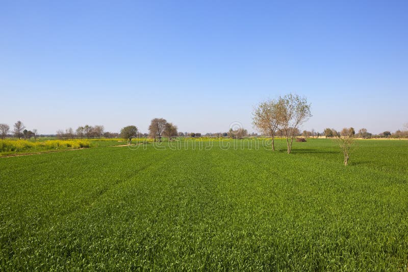 Wheat and Mustard Crops in Rajasthan Stock Photo - Image of asia ...