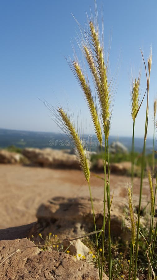 Wheat stock photo. Image of grow, growing, nature, natural - 91972566