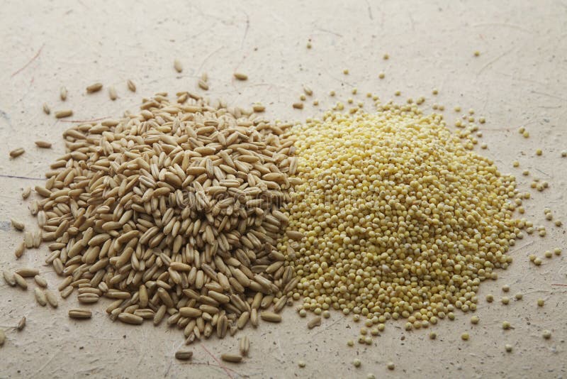 Wheat and Oat Grains stock image. Image of collection - 29663379