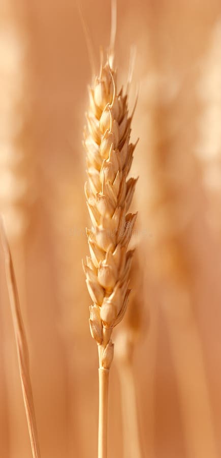 Wheat stock image. Image of cereal, forage, minerals - 34708637