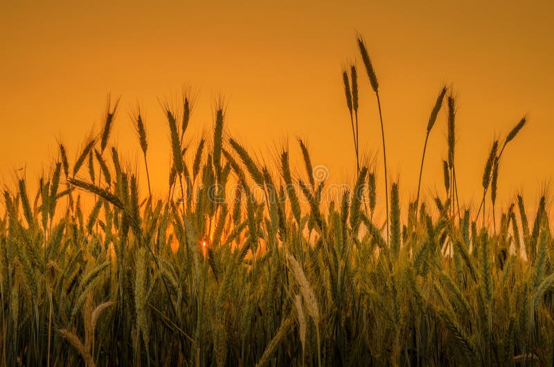 Wheat on Orange Sky Background Stock Image - Image of vibrant, calmness ...
