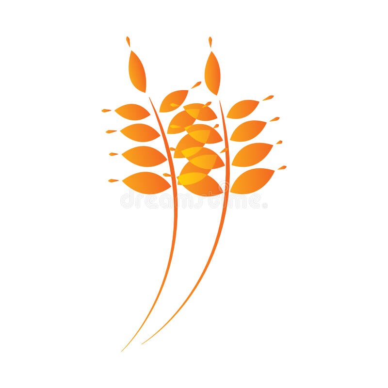 Wheat Pattern. Vector Illustration Decorative Background Design Stock ...