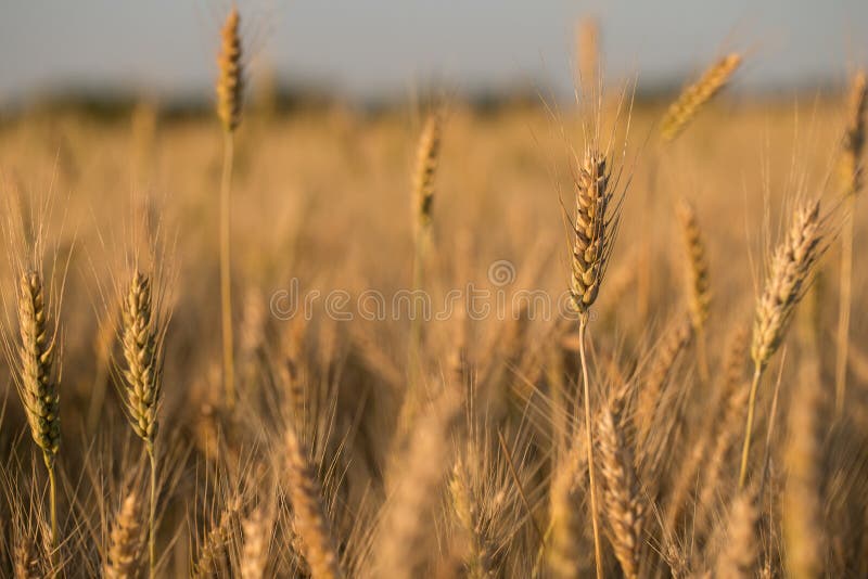116 Wheat Bushel Stock Photos - Free & Royalty-Free Stock Photos from ...