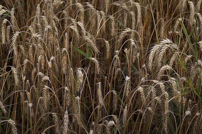 Wheat stock image. Image of twograin, wheat, unknown - 61695499