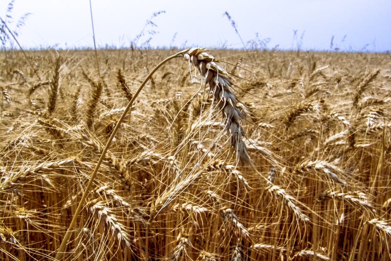 Wheat plant in field stock photo. Image of landscape - 117693204