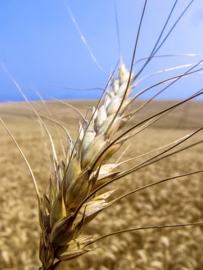 Wheat plant in field stock photo. Image of farm, food - 117693478
