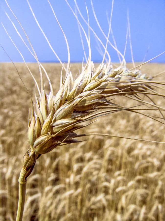 Wheat plant in field stock image. Image of agriculture - 117693873