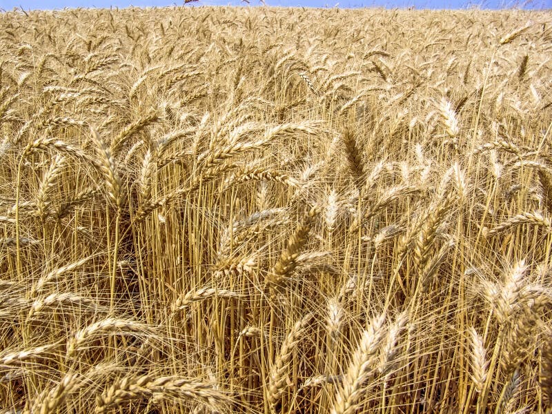 Wheat plant in field stock photo. Image of crop, rural - 117694396