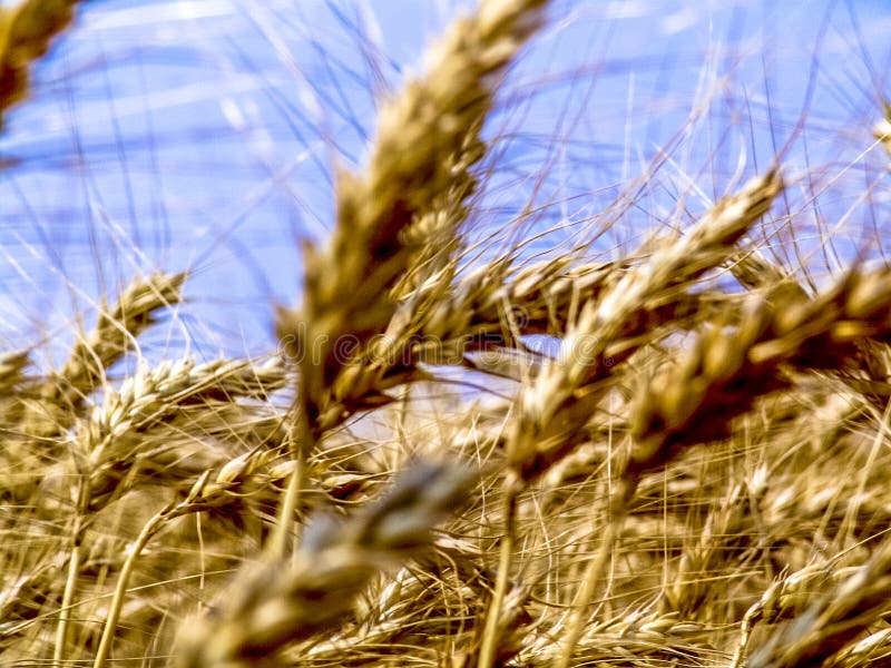 Wheat plant in field stock image. Image of harvest, gold - 117694475