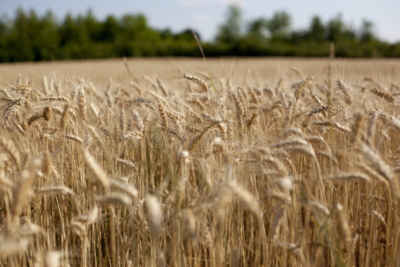 Wheat plant stock image. Image of grass, field, farming - 94796903