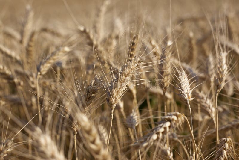 Wheat plant stock photo. Image of nature, growth, bread - 94796988