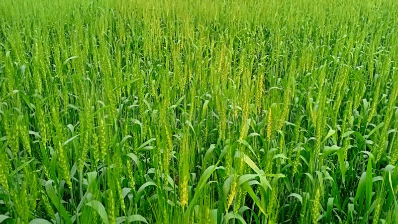 Wheat Plant in the Field of My Village Stock Photo - Image of green ...