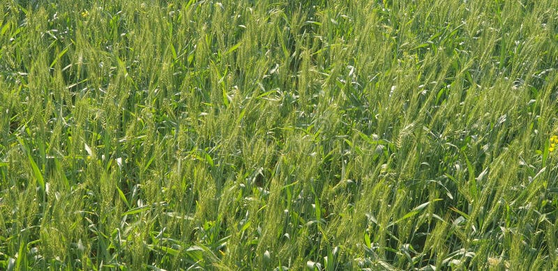 Wheat Plant @ Field Outside Pictures Stock Image - Image of plant ...